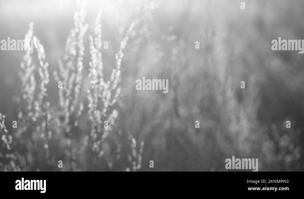 Spring season black and white Stock Videos & Footage - HD and 4K Video ...