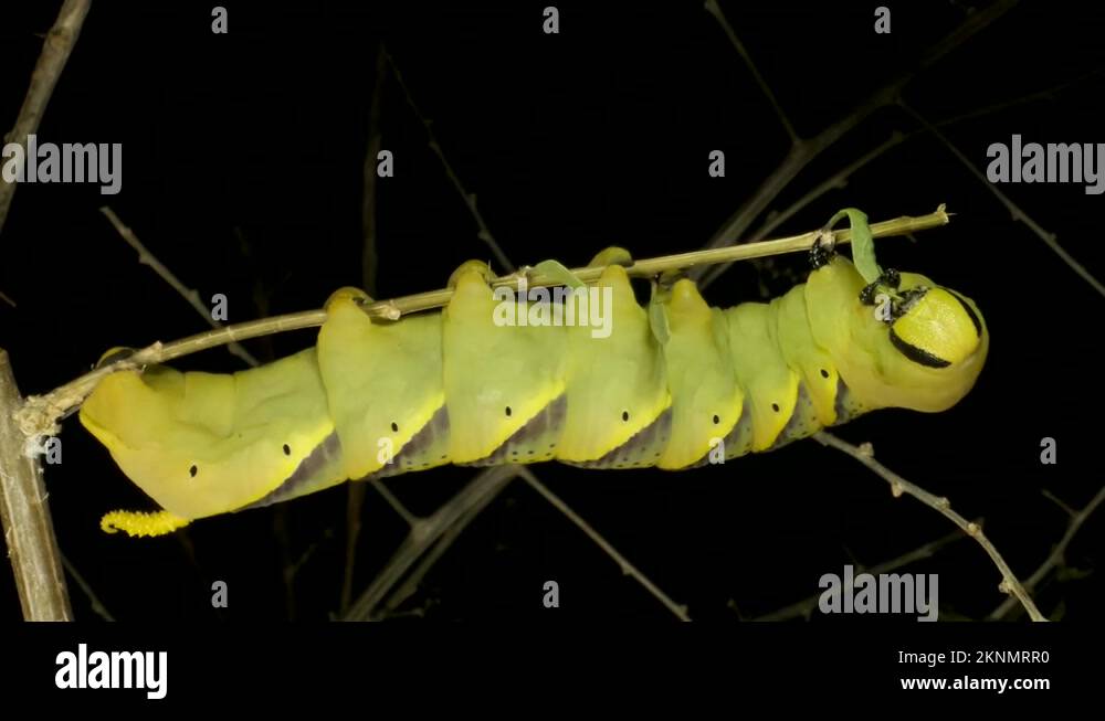 Larva (caterpillar) of butterfly Death's Head Hawkmoth sit on the ...