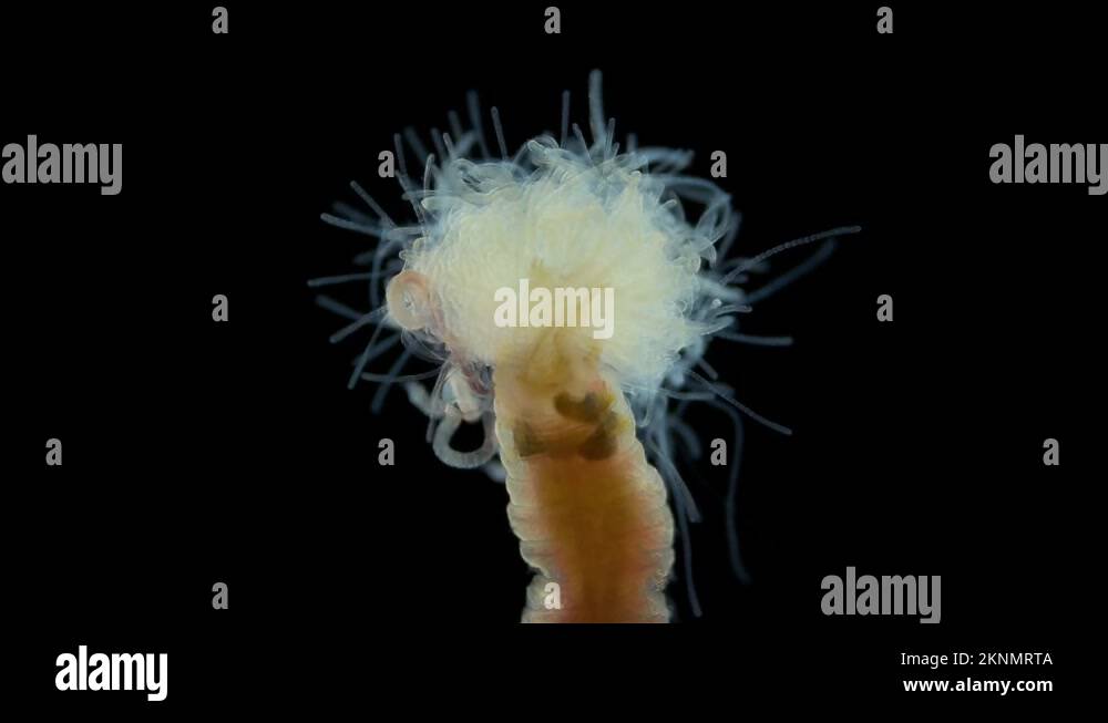 Worm Polychaeta of family Terebellidae under the microscope, phylum ...