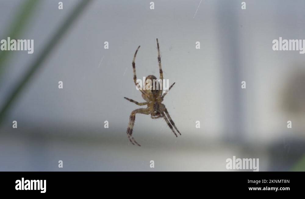 Spiders animal Stock Videos & Footage - HD and 4K Video Clips - Alamy
