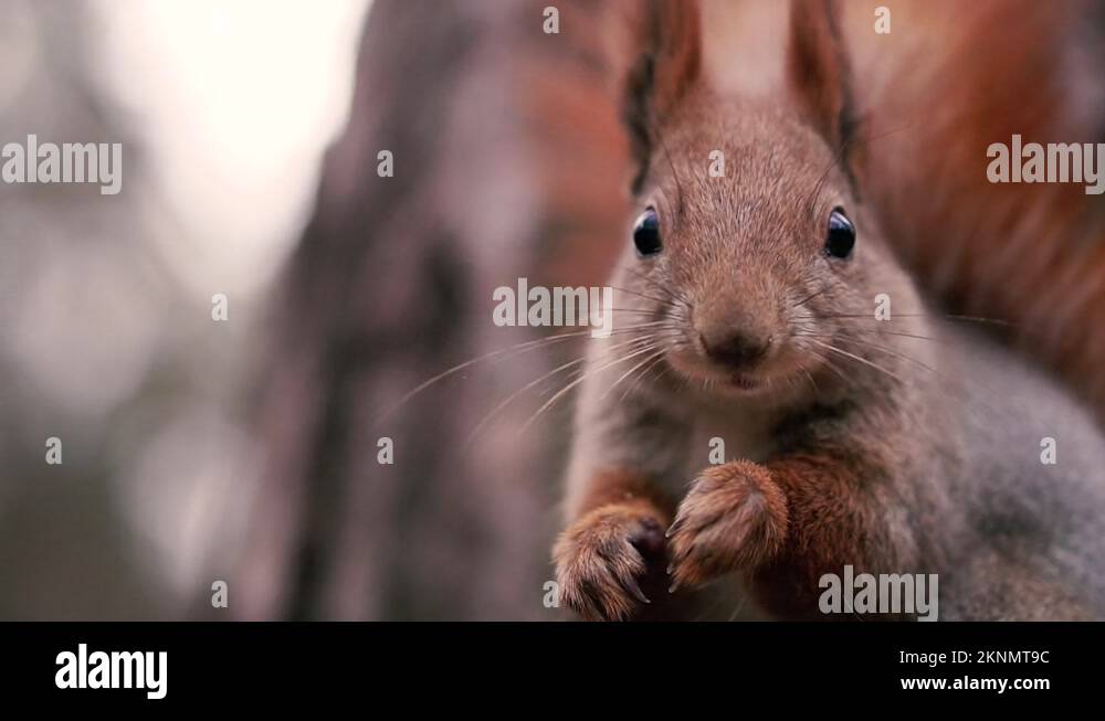 Gnawing Stock Videos & Footage - HD and 4K Video Clips - Alamy