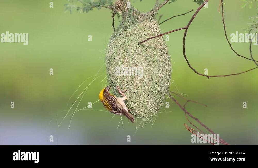 Baya weaver bird building its nest Stock Videos & Footage - HD and 4K Video Clips - Alamy