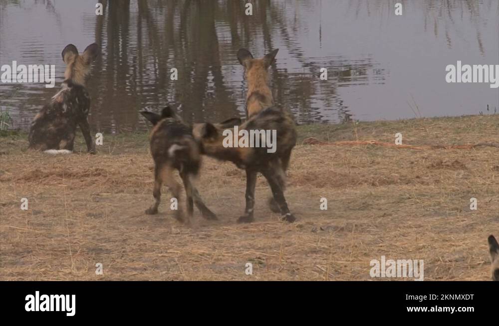 African wild dog approaches pack members starting a playful fight ...