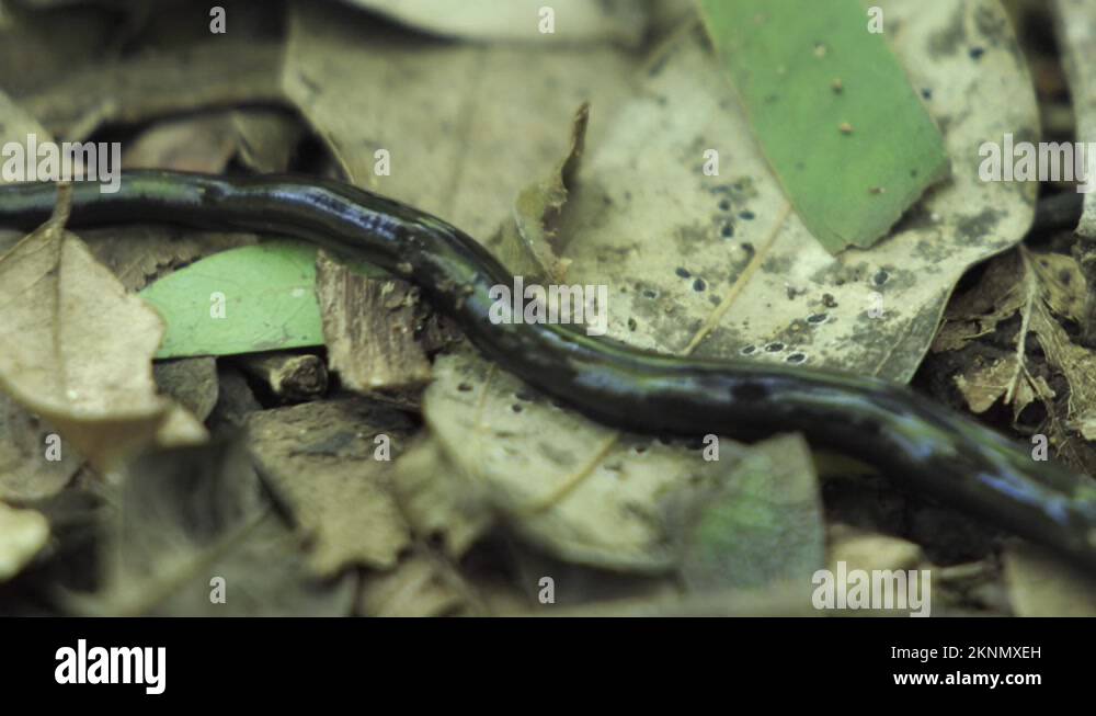 black hammerhead worm crawling left to right through dry foliage in ...