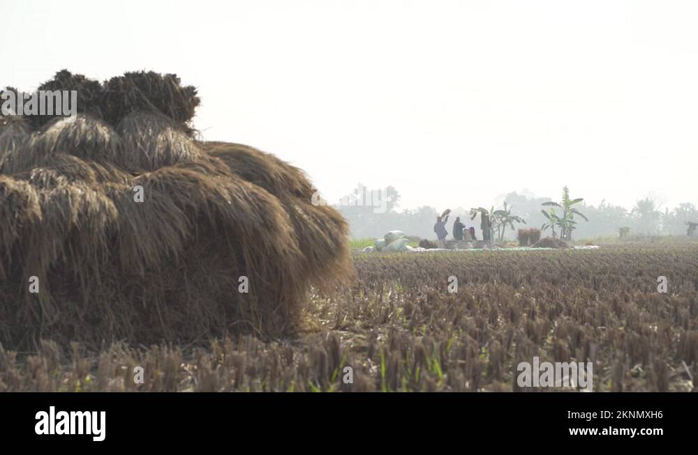 Threshing paddy Stock Videos & Footage - HD and 4K Video Clips - Alamy