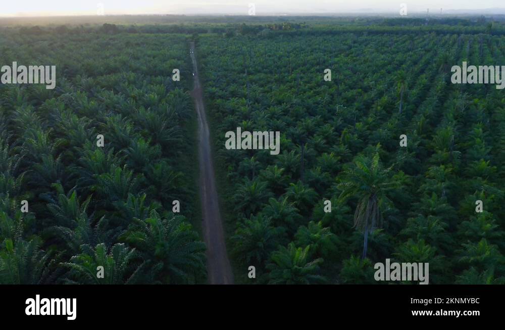 African oil palm tree Stock Videos & Footage - HD and 4K Video Clips ...