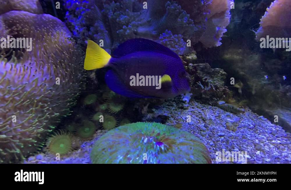 Dory fish Stock Videos & Footage - HD and 4K Video Clips - Alamy
