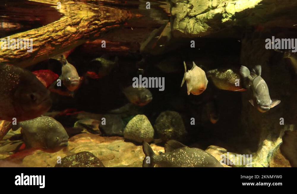 Piranha tank Stock Videos & Footage - HD and 4K Video Clips - Alamy