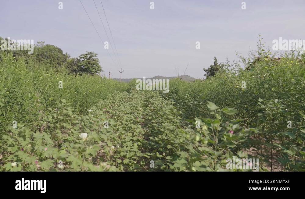 Non edibleplant Stock Videos & Footage - HD and 4K Video Clips - Alamy