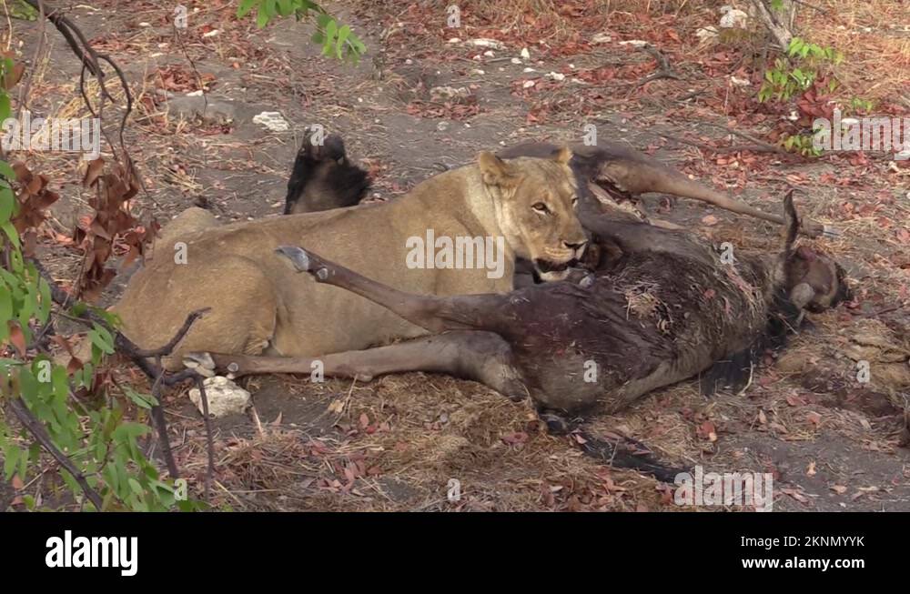 Lioness shoves her head into the abdominal cavity of a dead wildebeest ...