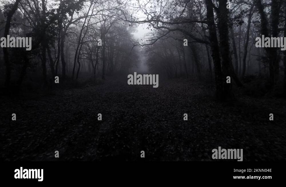 Dark grey mist forest. Path in a creepy thick fog. Travelling backward ...