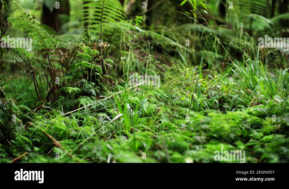 Indigenous native flora vegetation Stock Videos & Footage - HD and 4K ...