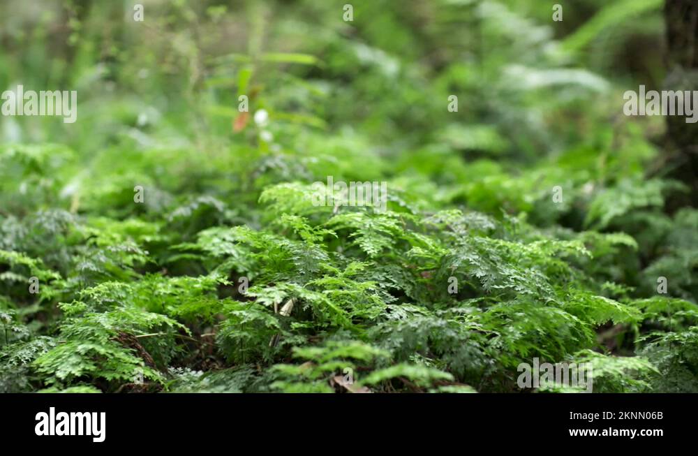 Indigenous native plants plant flora vegetation Stock Videos & Footage ...