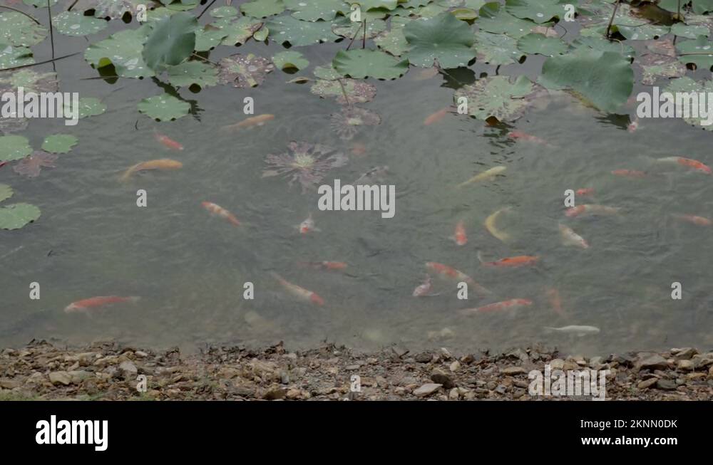 Shallow garden pond Stock Videos & Footage - HD and 4K Video Clips - Alamy