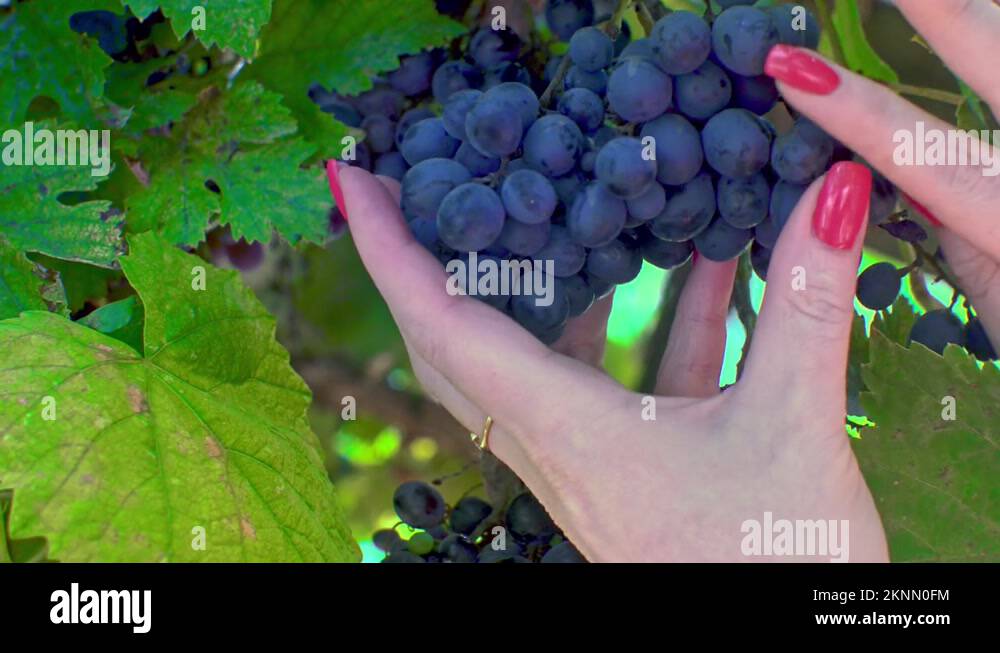 a woman's hand corrects a bunch of grapes behind a grape leaf Stock ...