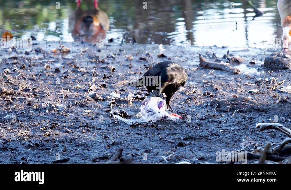 British plastic pollution Stock Videos & Footage - HD and 4K Video ...