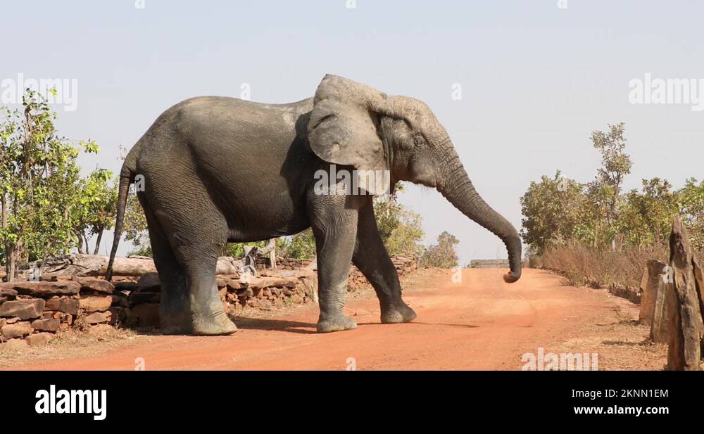 Elephant back safari africa Stock Videos & Footage - HD and 4K Video ...