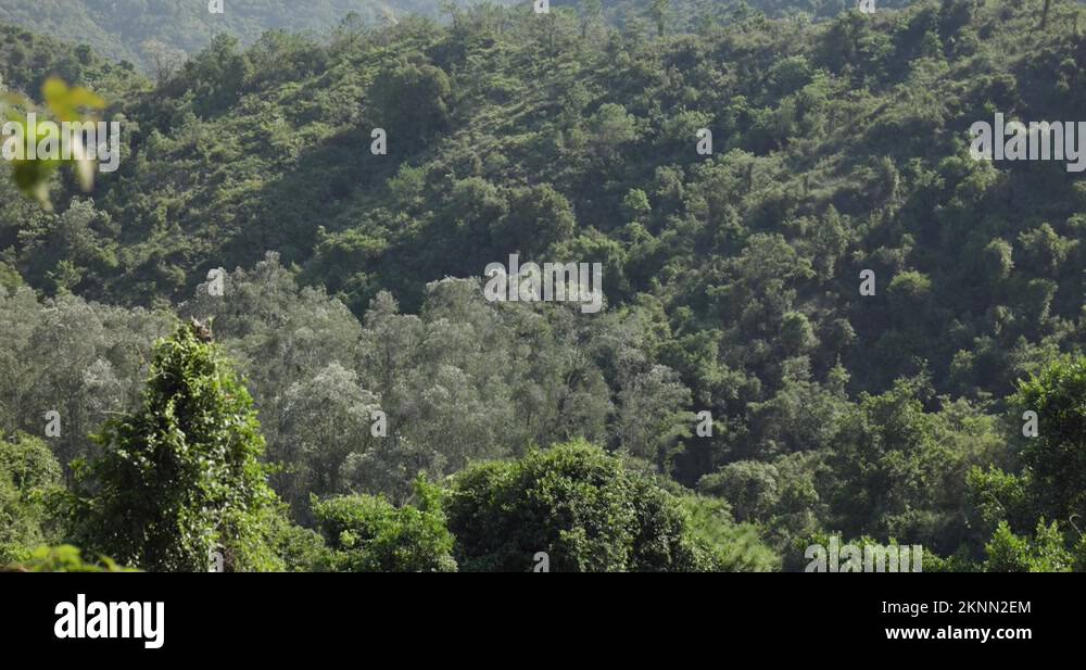 Tree canopy backdrop Stock Videos & Footage - HD and 4K Video Clips - Alamy