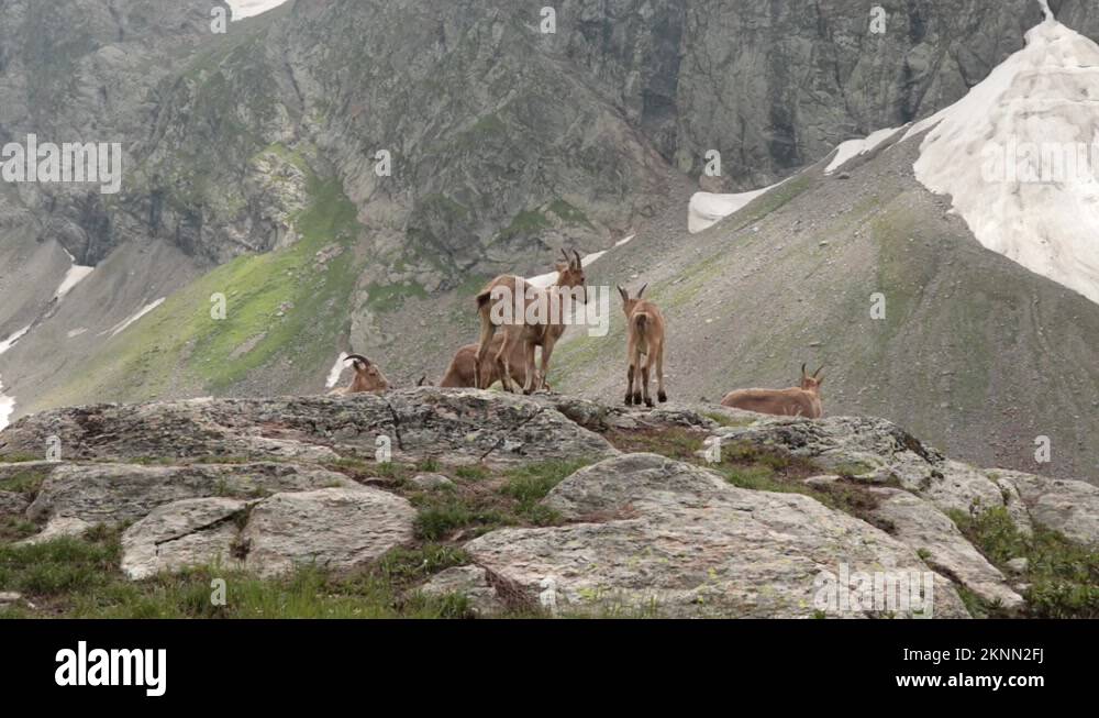 Capra caucasica cylindricornis Stock Videos & Footage - HD and 4K Video ...