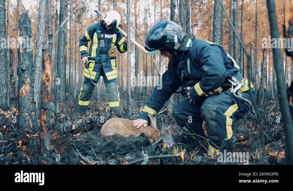 Firemen are rescuing a rabbit in the smoldering woodland Stock Video ...