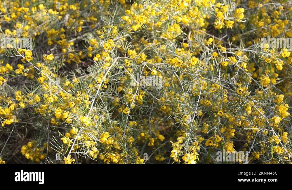 Australian senna Stock Videos & Footage - HD and 4K Video Clips - Alamy