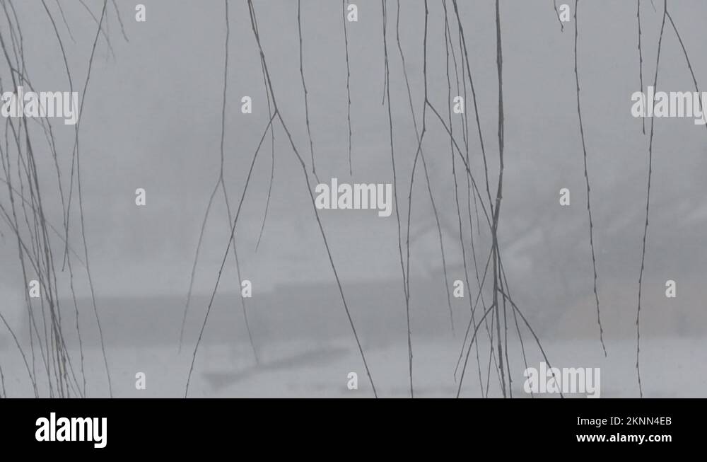 Willow plant silhouette Stock Videos & Footage - HD and 4K Video Clips ...