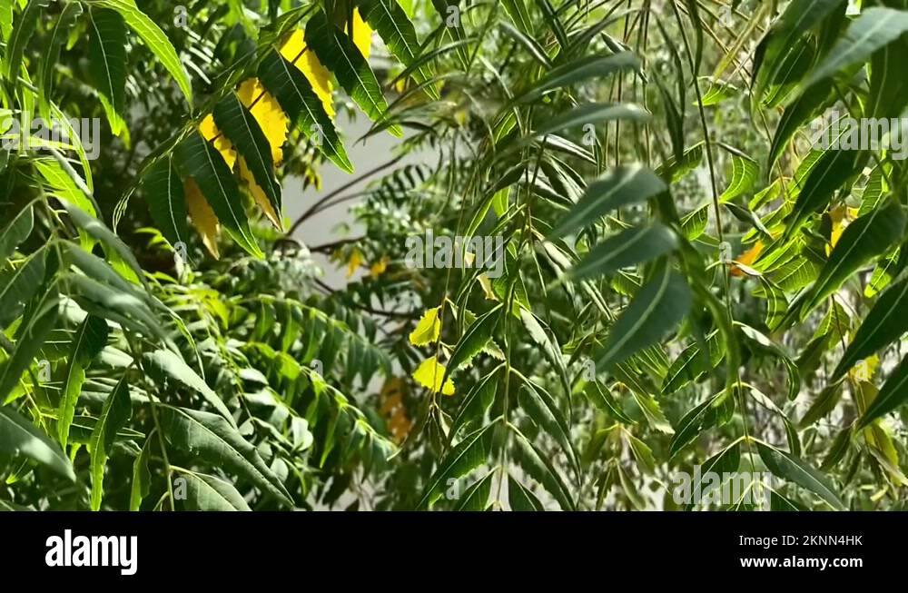 Neem tree Stock Videos & Footage - HD and 4K Video Clips - Alamy