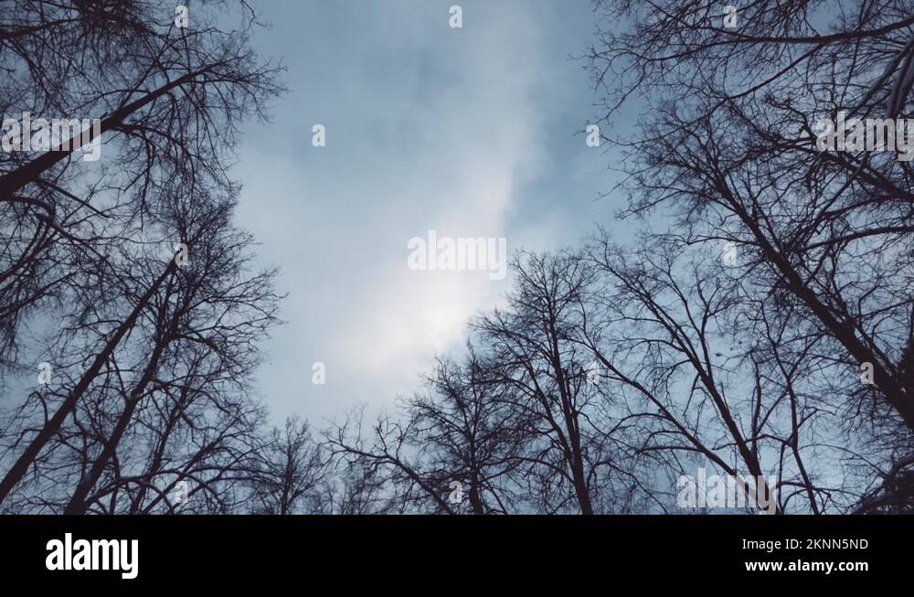 Windy trees bending Stock Videos & Footage - HD and 4K Video Clips - Alamy