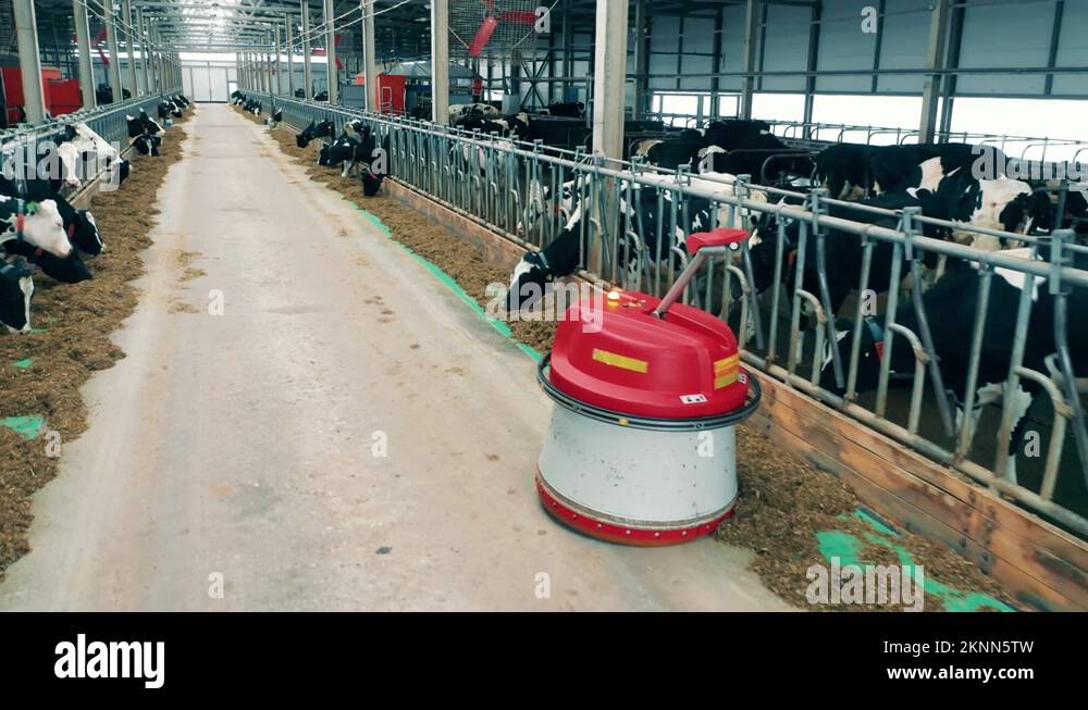 Feed pusher is moving through the animal farm with cows Stock Video ...