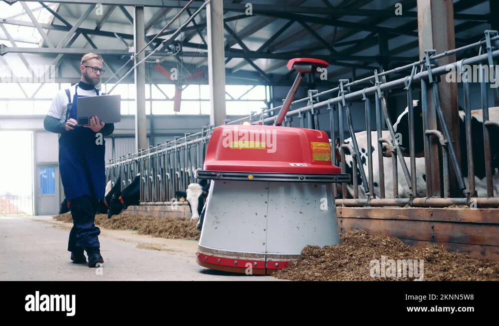 Farm expert with a laptop is following an automated feed pusher Stock ...