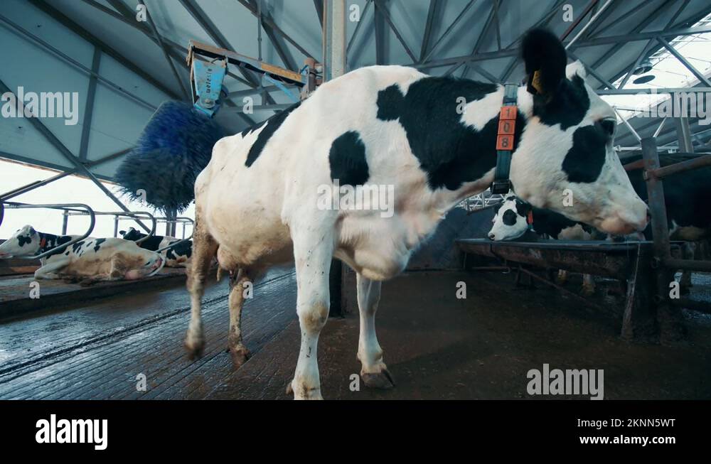 Animal mechanism Stock Videos & Footage - HD and 4K Video Clips - Alamy