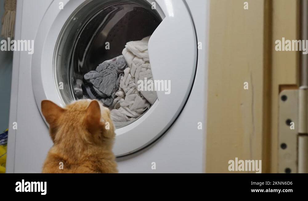 Cat process Stock Videos & Footage - HD and 4K Video Clips - Alamy