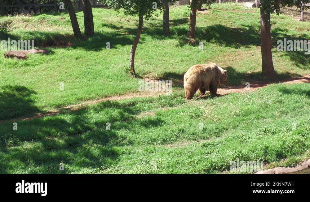 Bear path Stock Videos & Footage - HD and 4K Video Clips - Alamy