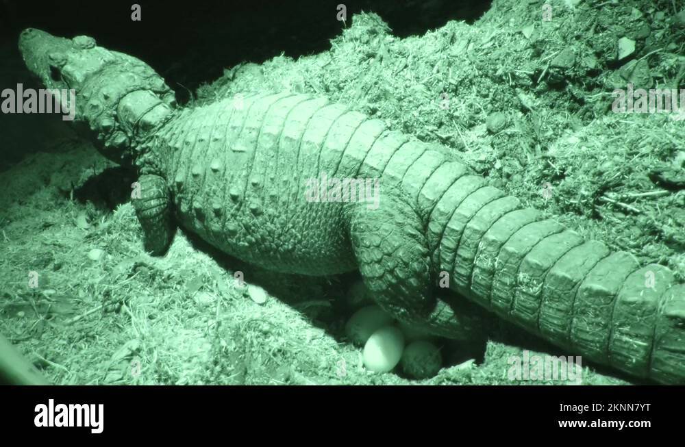 Dwarf Crocodile Laying Eggs Wide Infrared 4K Stock Video Footage - Alamy