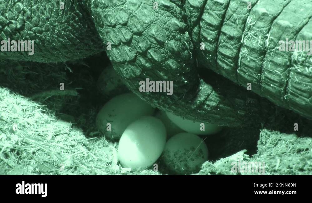 West african dwarf crocodile Stock Videos & Footage - HD and 4K Video ...