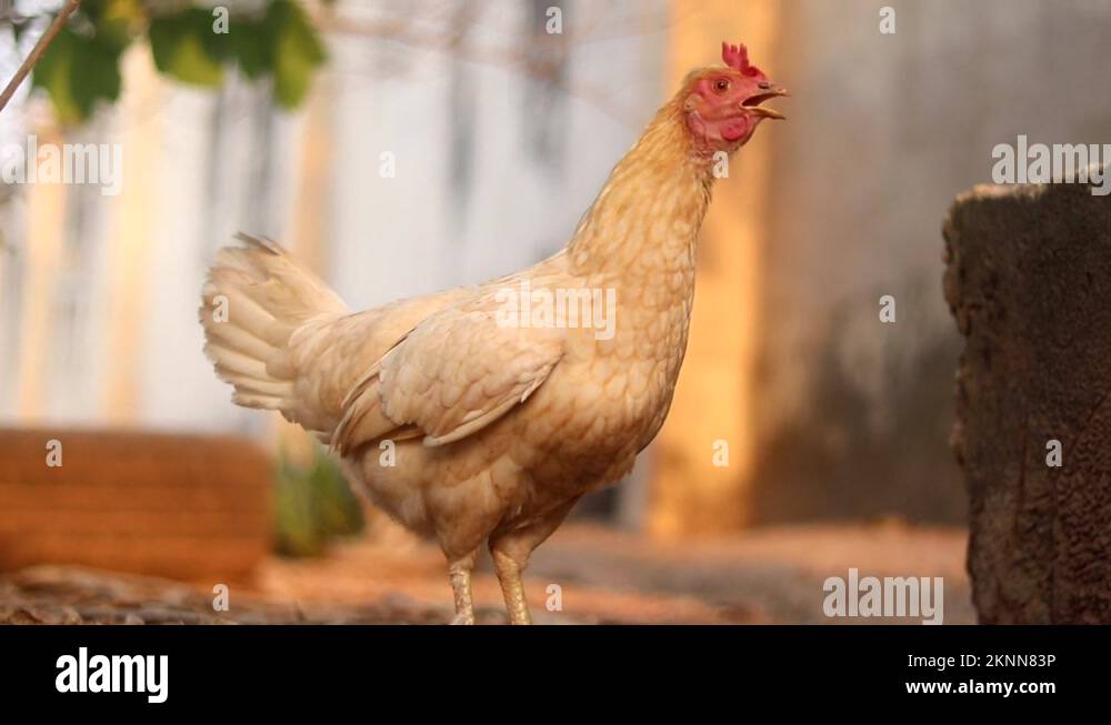 Buff colour Stock Videos & Footage - HD and 4K Video Clips - Alamy