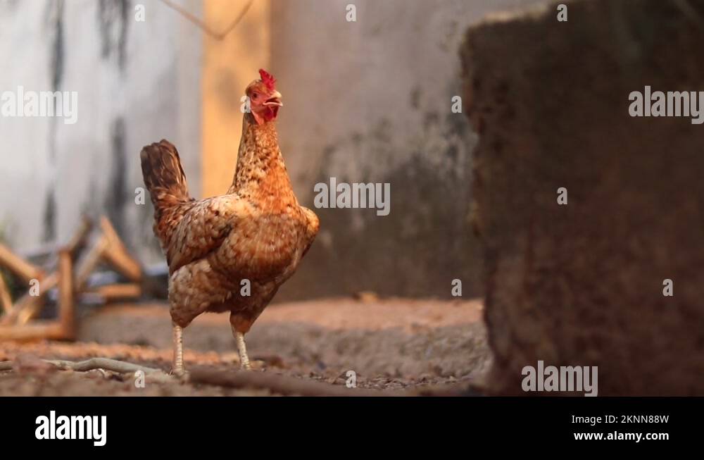 Single chicken on farm Stock Videos & Footage - HD and 4K Video Clips ...