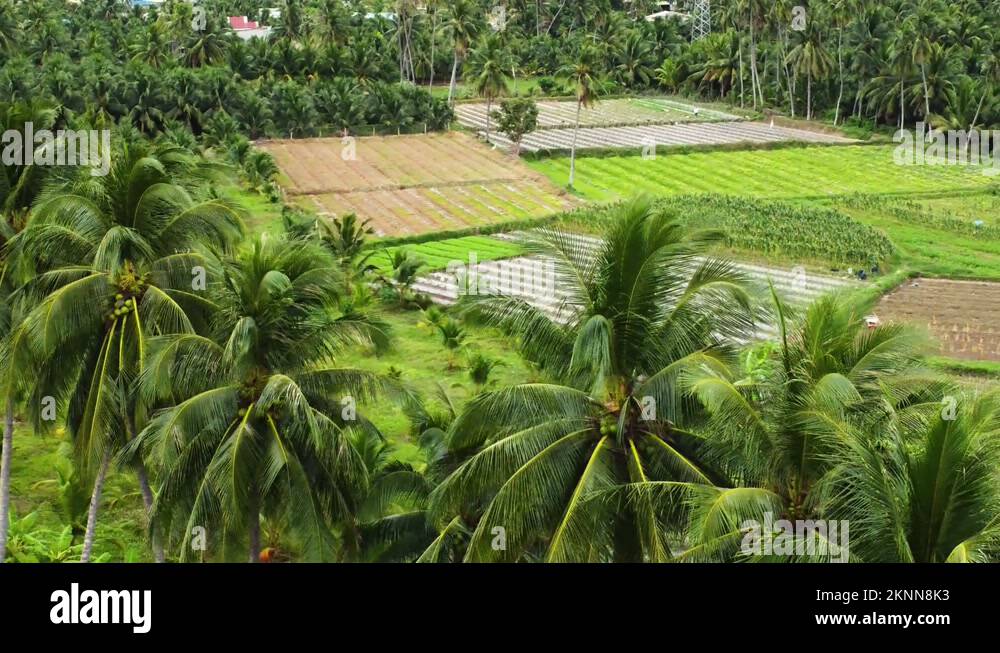 Tropical rural agricultural farmland in Southeast Asia with palm trees ...