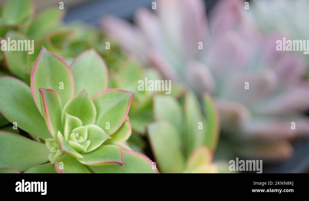 Xerophyte plants Stock Videos & Footage - HD and 4K Video Clips - Alamy