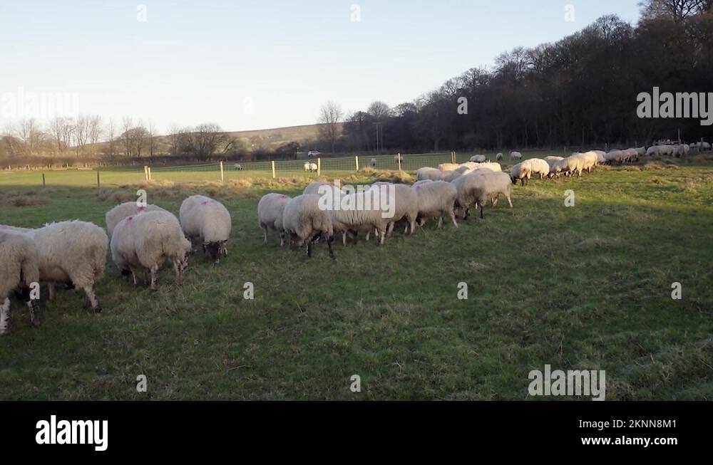 A few nuts Stock Videos & Footage - HD and 4K Video Clips - Alamy