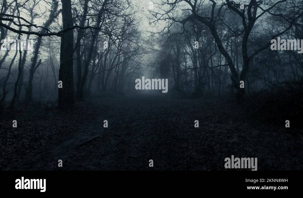 Scary misty forest scene with bare trees in silhouette and a leafy path ...