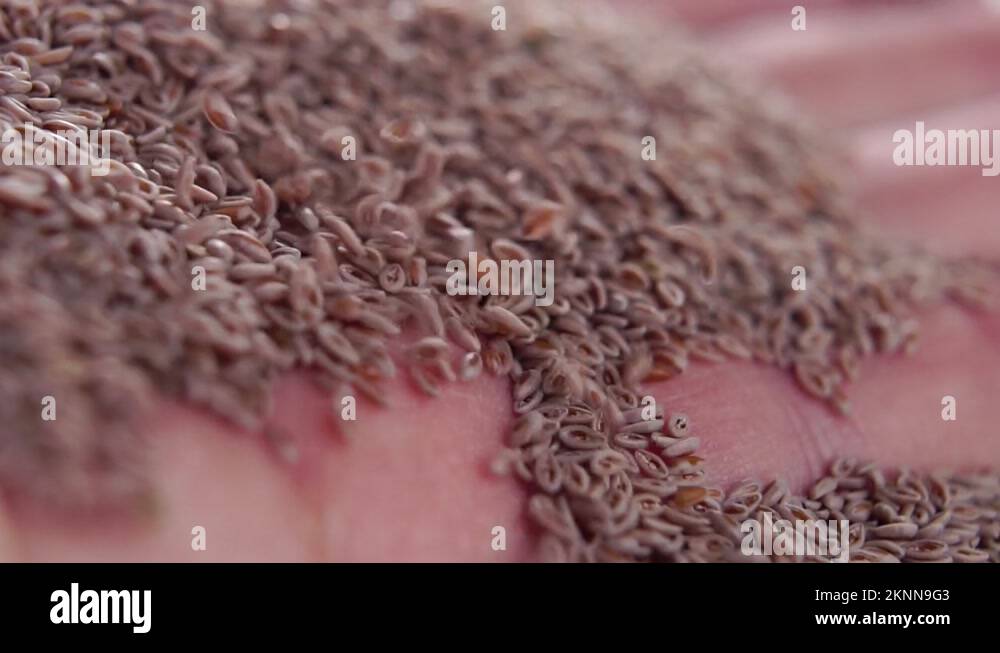 Plantago seed Stock Videos & Footage - HD and 4K Video Clips - Alamy