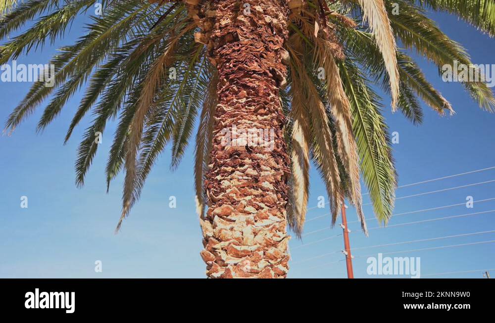 Power pole palm tree Stock Videos & Footage - HD and 4K Video Clips - Alamy