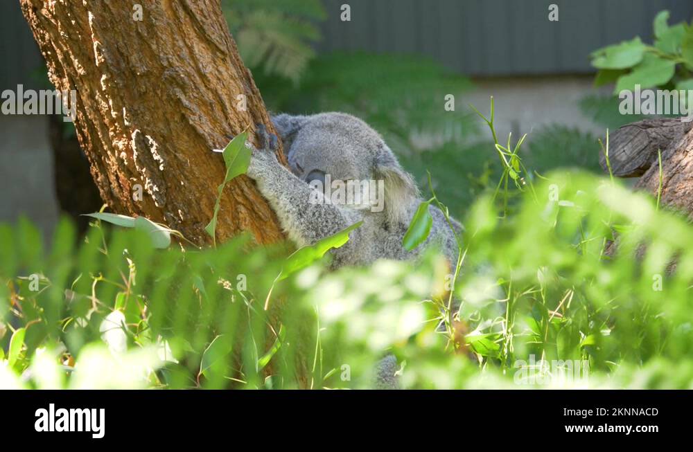 Nsw koala Stock Videos & Footage - HD and 4K Video Clips - Alamy