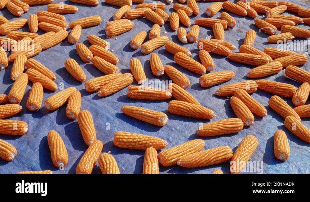 Modified corn Stock Videos & Footage - HD and 4K Video Clips - Alamy