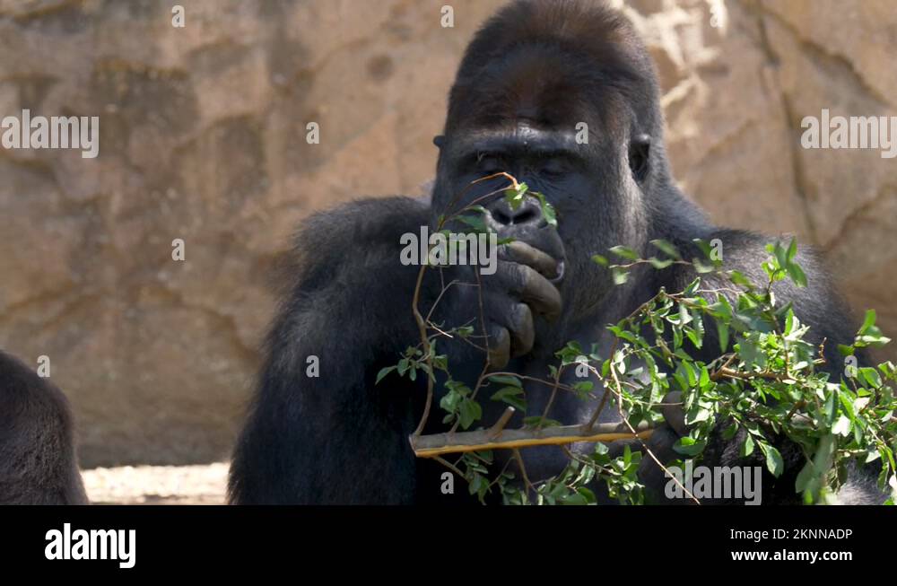 Ape gorilla primate Stock Videos & Footage - HD and 4K Video Clips - Alamy