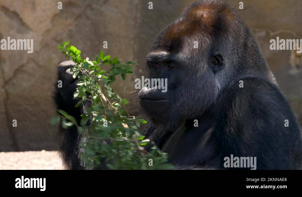 Animal eating plant Stock Videos & Footage - HD and 4K Video Clips - Alamy