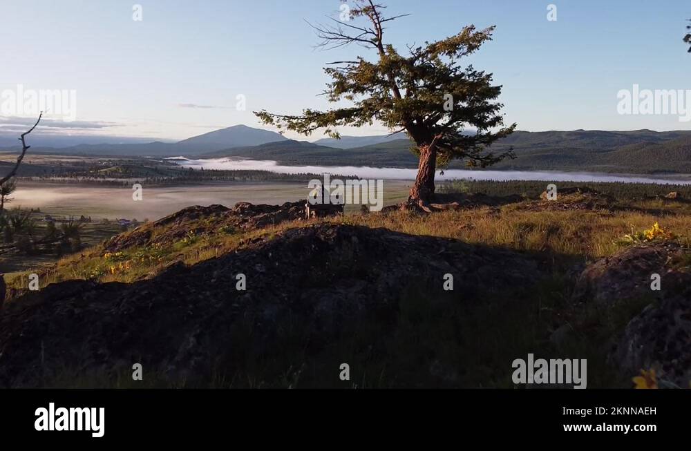 Misty sunrise flying low above ground and under tree with background ...