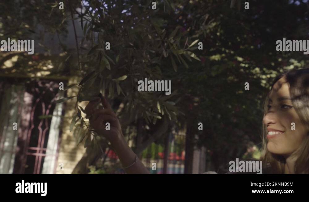 Our lady of the olive tree Stock Videos & Footage - HD and 4K Video ...