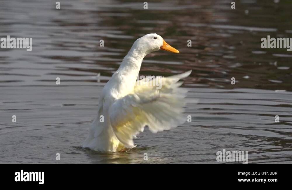 Female mallard duck flapping its wings Stock Videos & Footage - HD and ...